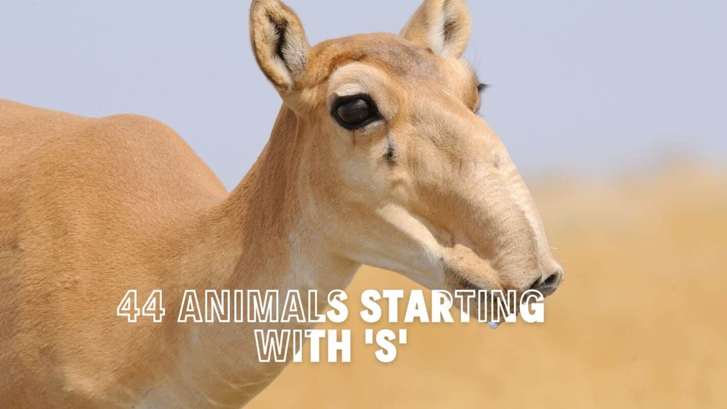 44 Animals that Start with The Letter 'S' - Theresa Reviews