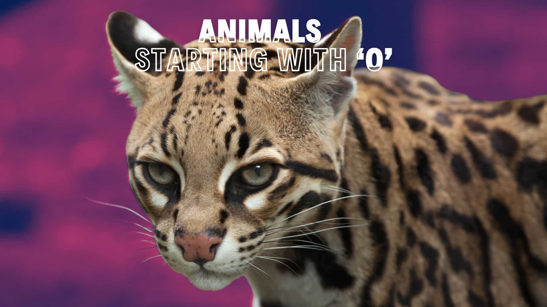 96 Animals Whose Names Start with O - Theresa Reviews