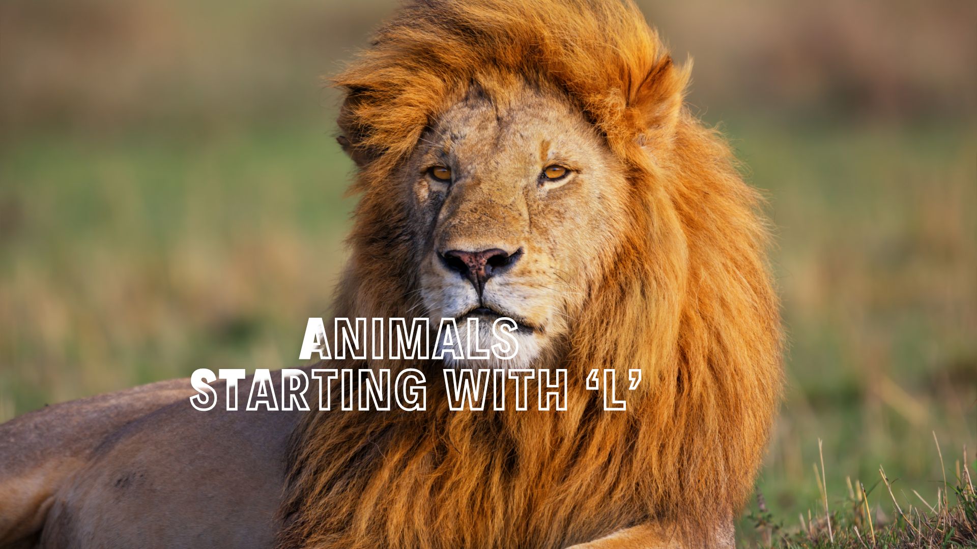 299 Animals that Start with L - Theresa Reviews