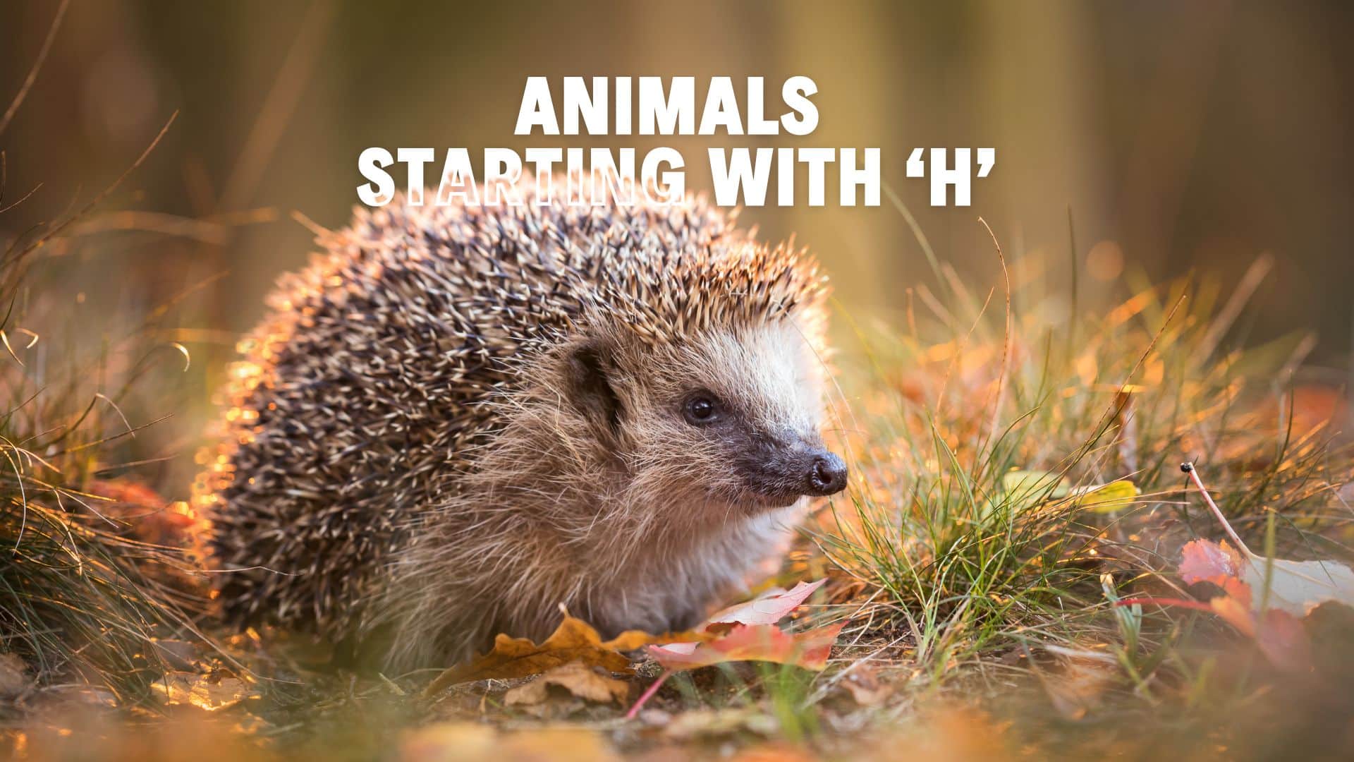 177 Animals that Start with The Letter H - Theresa Reviews