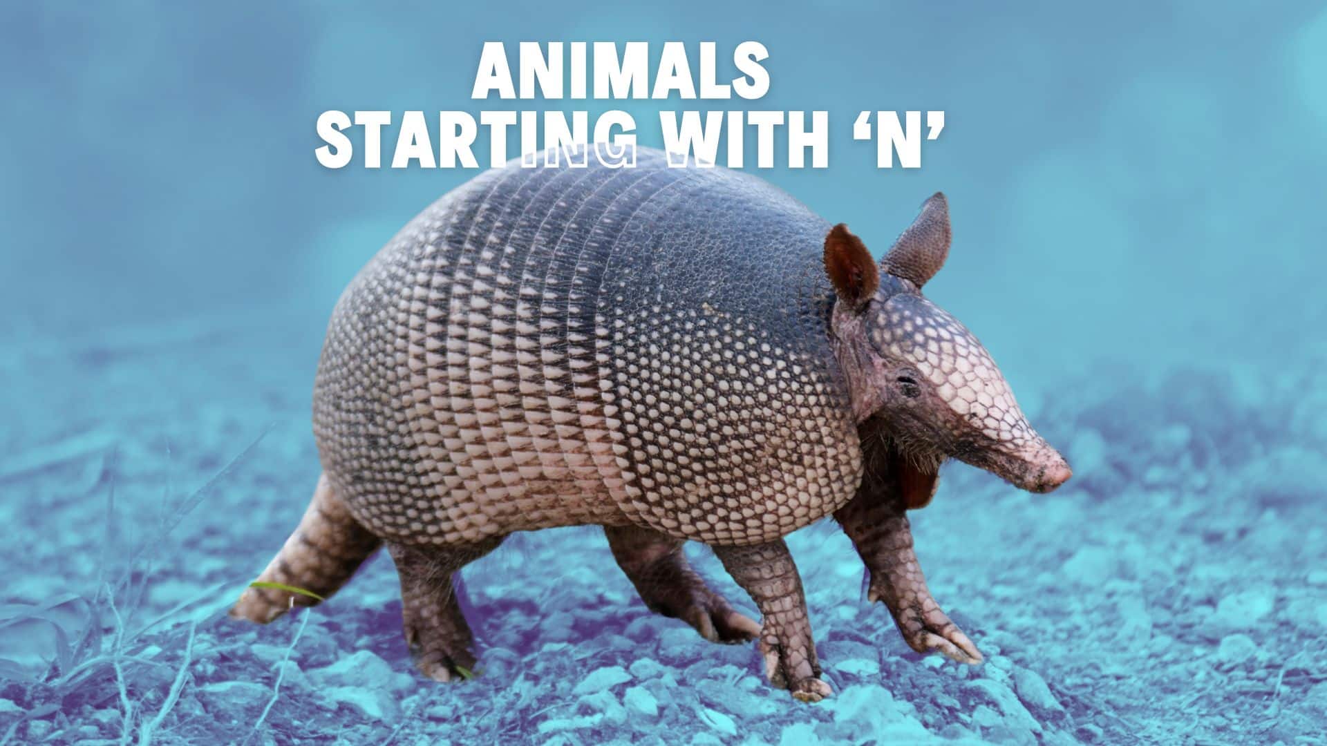 199 Animals that Start with The Letter N - Theresa Reviews