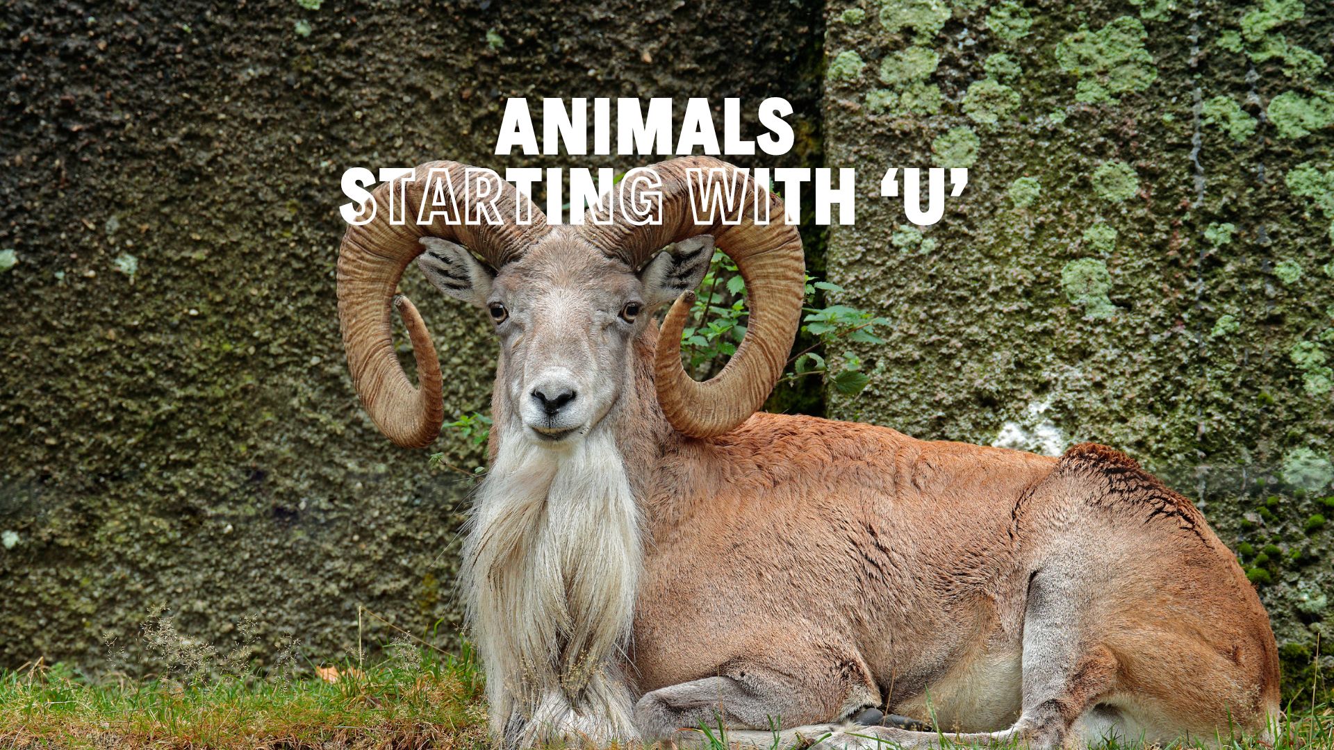 220 Animals that Start with The Letter U - Theresa Reviews