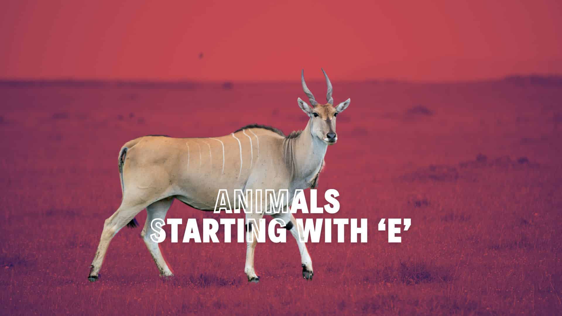 40 Land Animals Beginning with E - Theresa Reviews