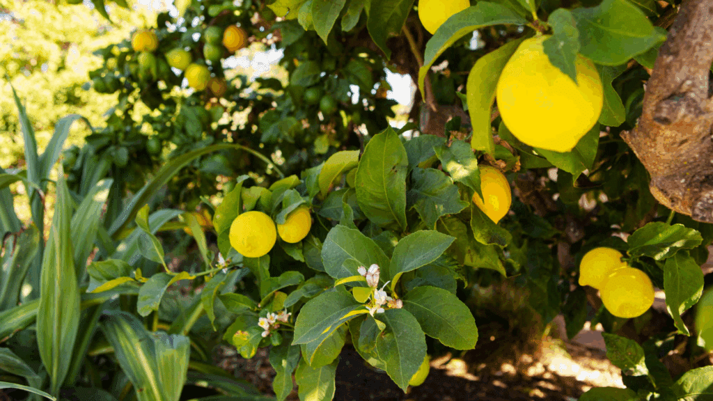 Lemon Tree Growth Stages and It's Life Cycle - Theresa Reviews